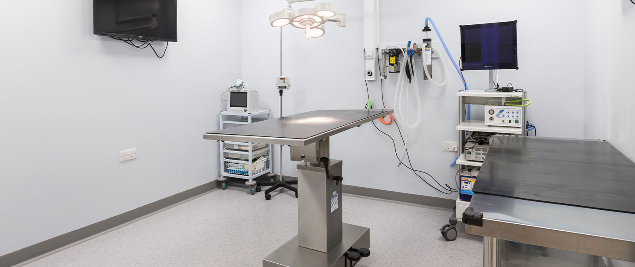 Orthopaedic and Fracture Repair for Dogs, Cats and Pets| Companion Care